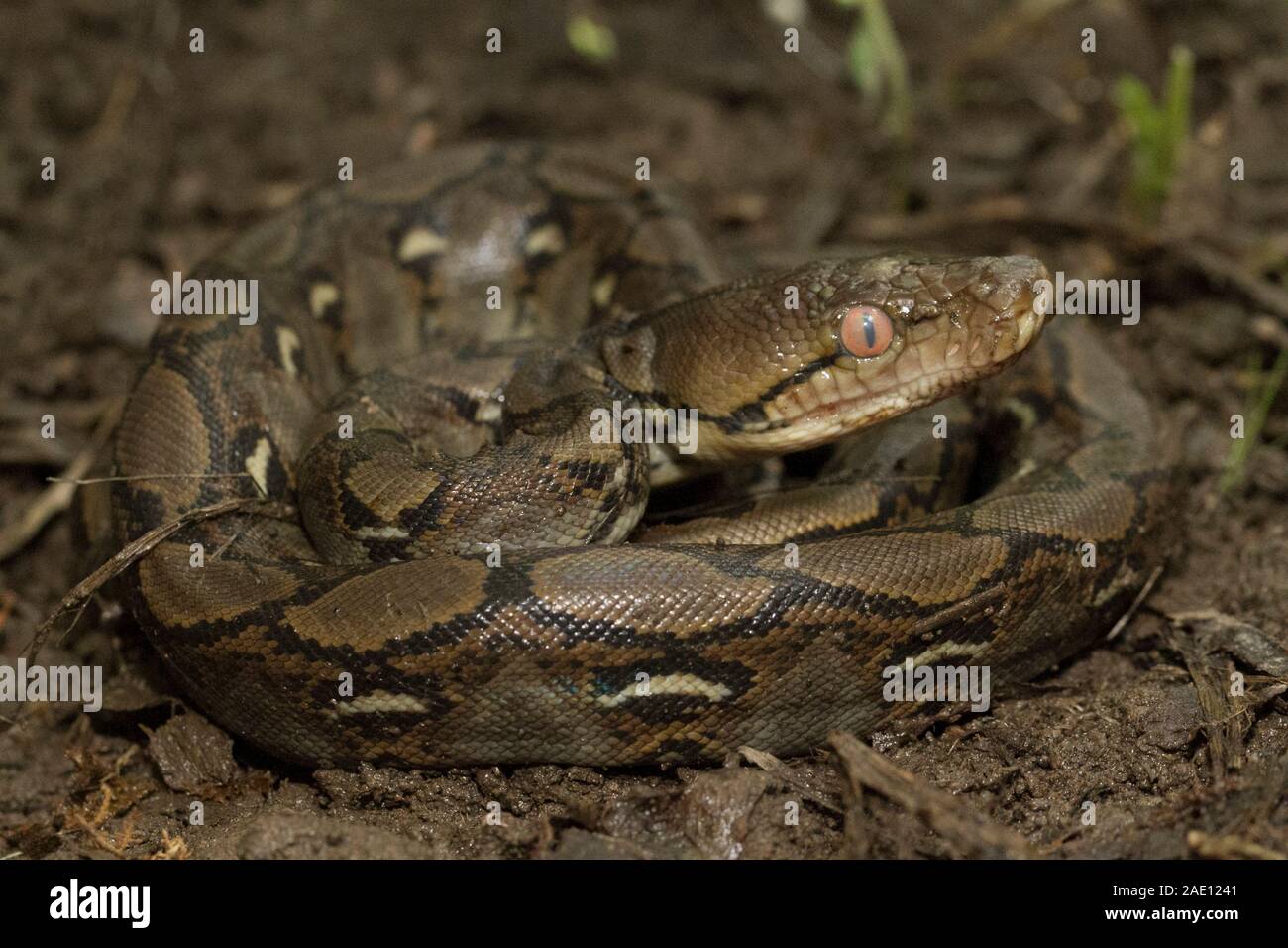 Baby Reticulated Python (Python reticulatus) Bali locality in Indonesia ...