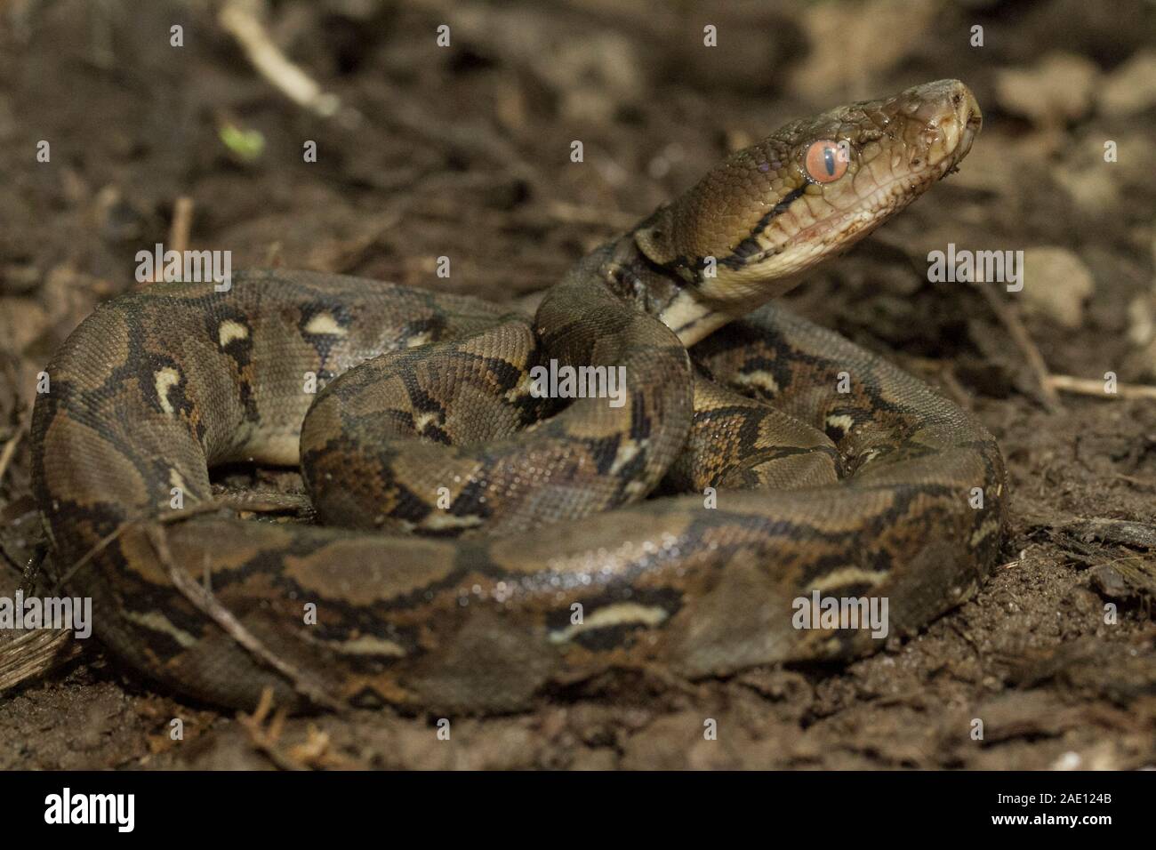 Baby Reticulated Python (Python reticulatus) Bali locality in Indonesia ...