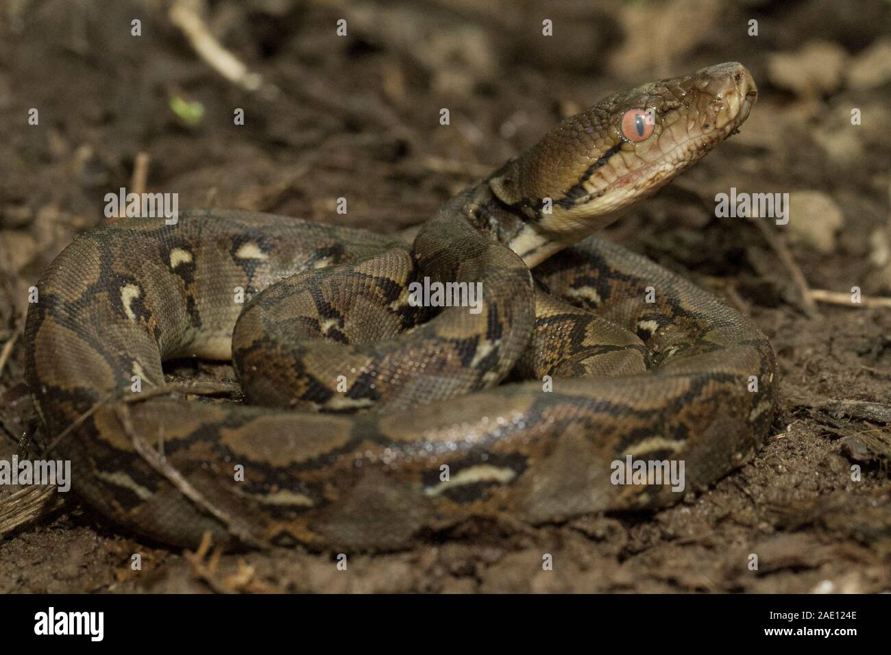 Baby Reticulated Python (Python reticulatus) Bali locality in Indonesia ...