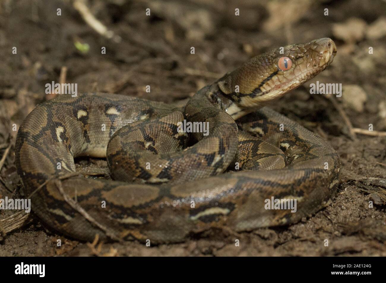 Reticulated python striking hi-res stock photography and images - Alamy