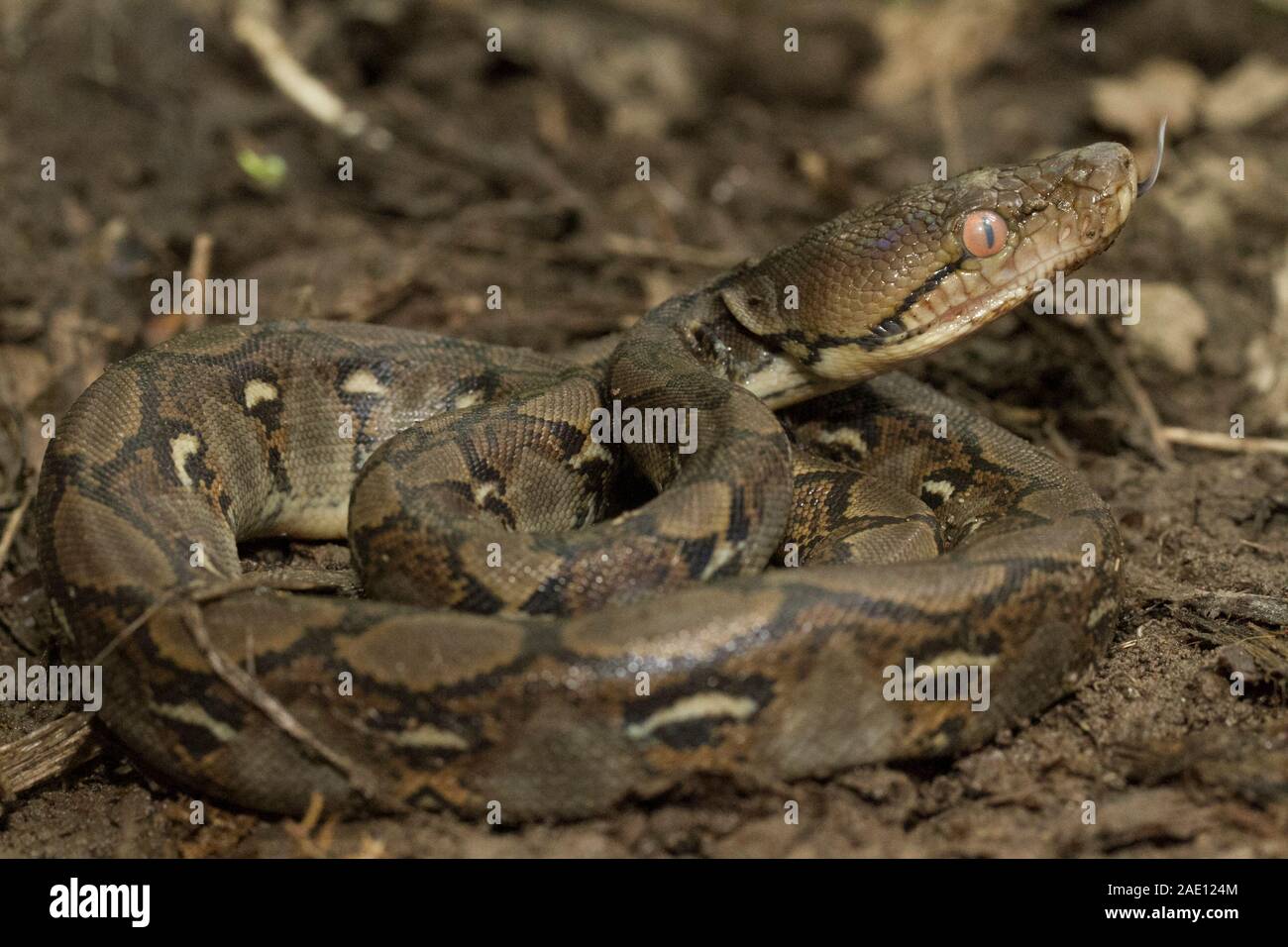 Reticulated python striking hi-res stock photography and images - Alamy