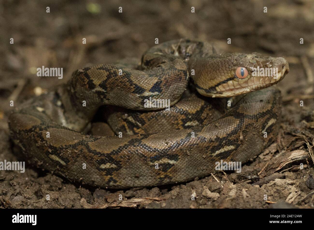 Baby Reticulated Python (Python reticulatus) Bali locality in Indonesia ...