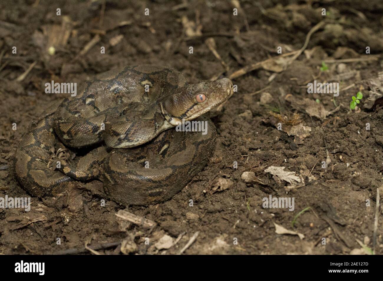 Reticulated python striking hi-res stock photography and images - Alamy