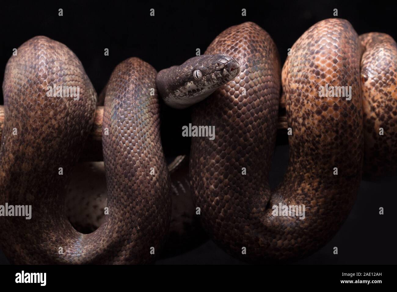 Liasis savuensis hi-res stock photography and images - Alamy