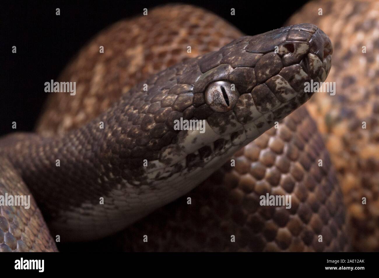 Liasis savuensis hi-res stock photography and images - Alamy