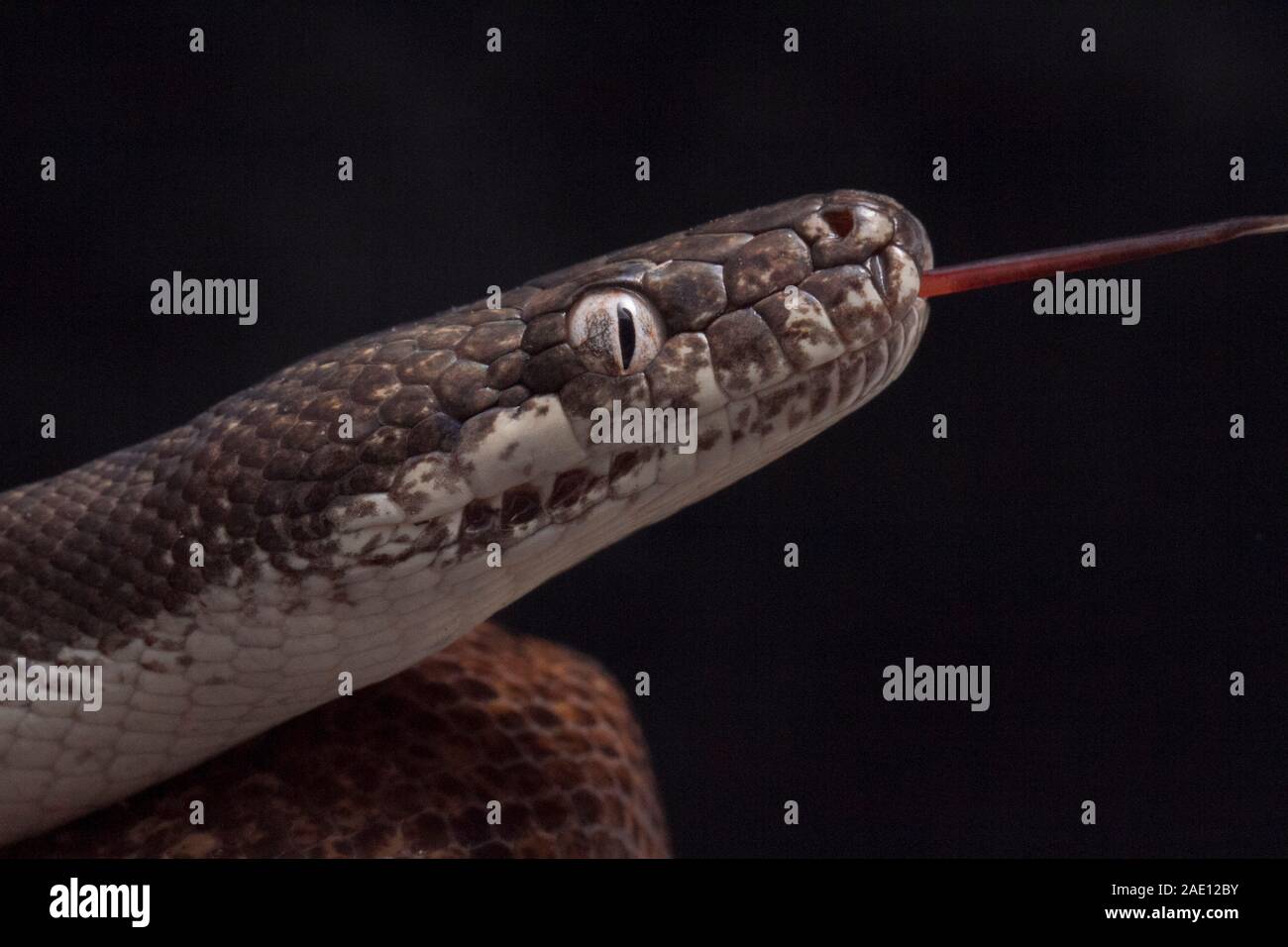 Liasis savuensis hi-res stock photography and images - Alamy