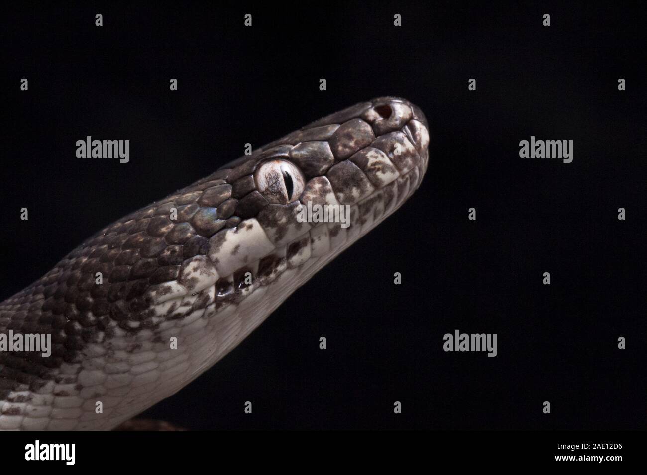 Liasis savuensis hi-res stock photography and images - Alamy