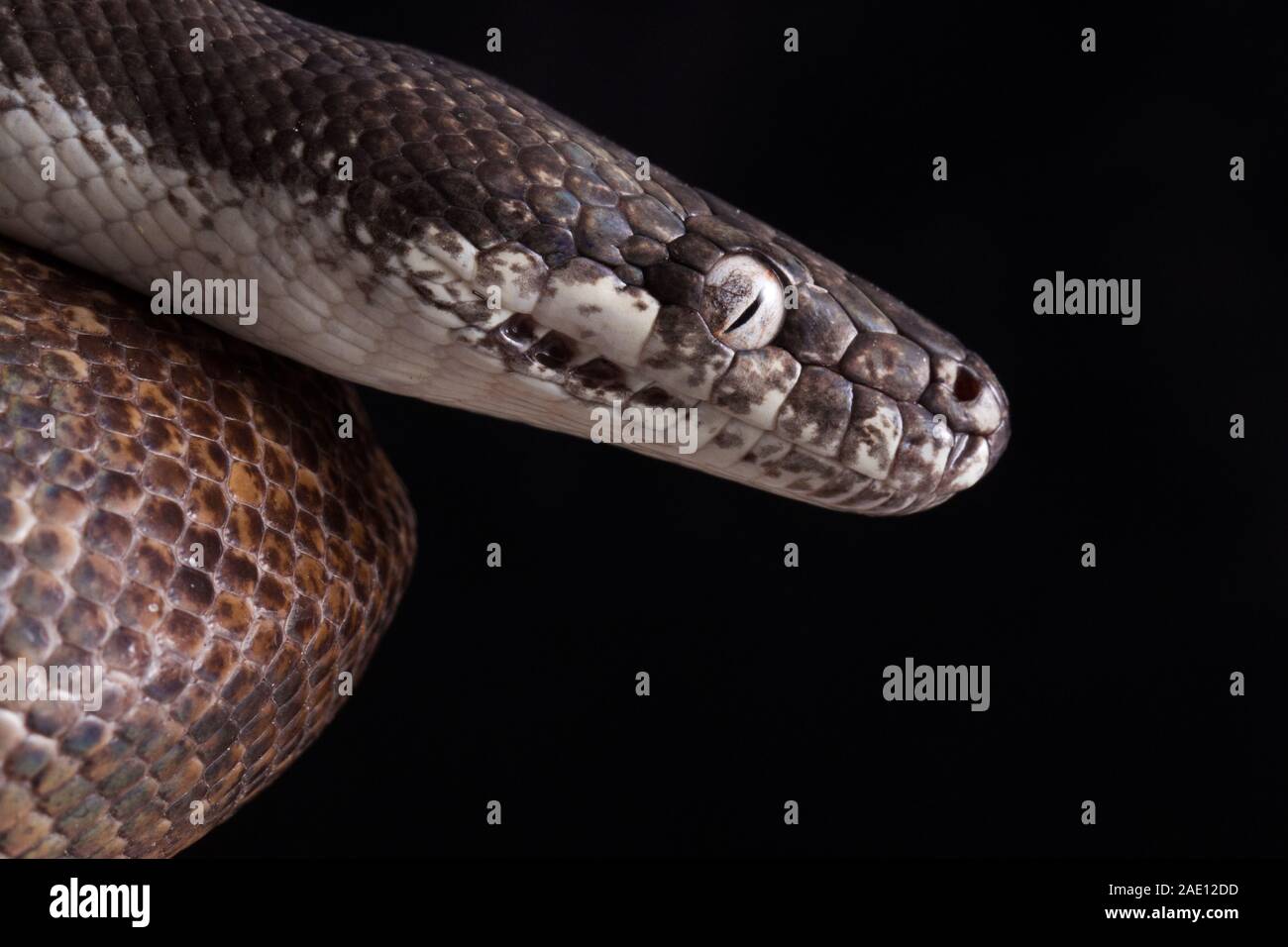 Liasis savuensis hi-res stock photography and images - Alamy