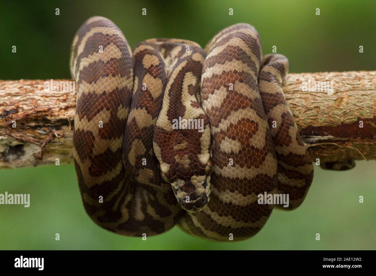 Carpet python (Morelia spilota) curled on a branch Stock Photo - Alamy