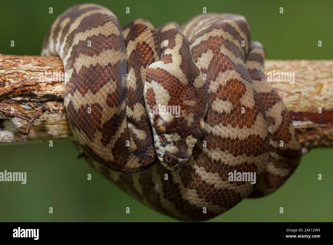 Carpet python (Morelia spilota) curled on a branch Stock Photo - Alamy