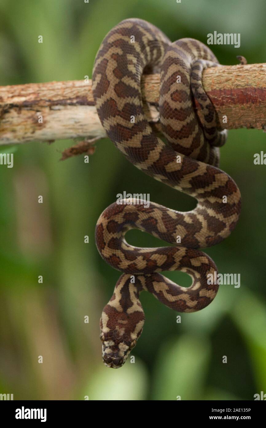 Carpet python (Morelia spilota) curled on a branch Stock Photo - Alamy