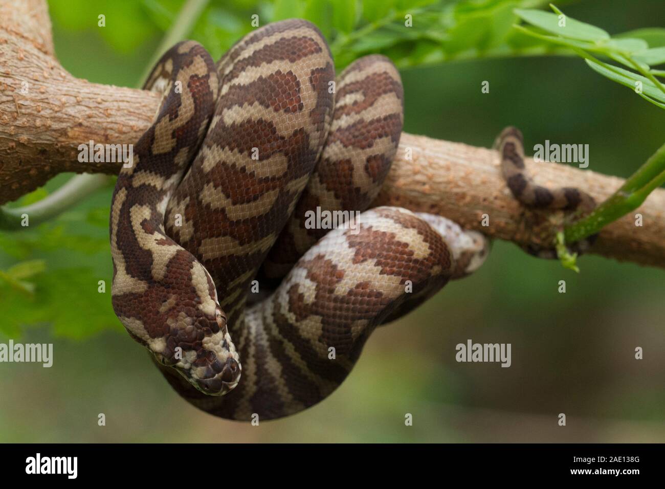Snake curled on a branch hi-res stock photography and images - Alamy