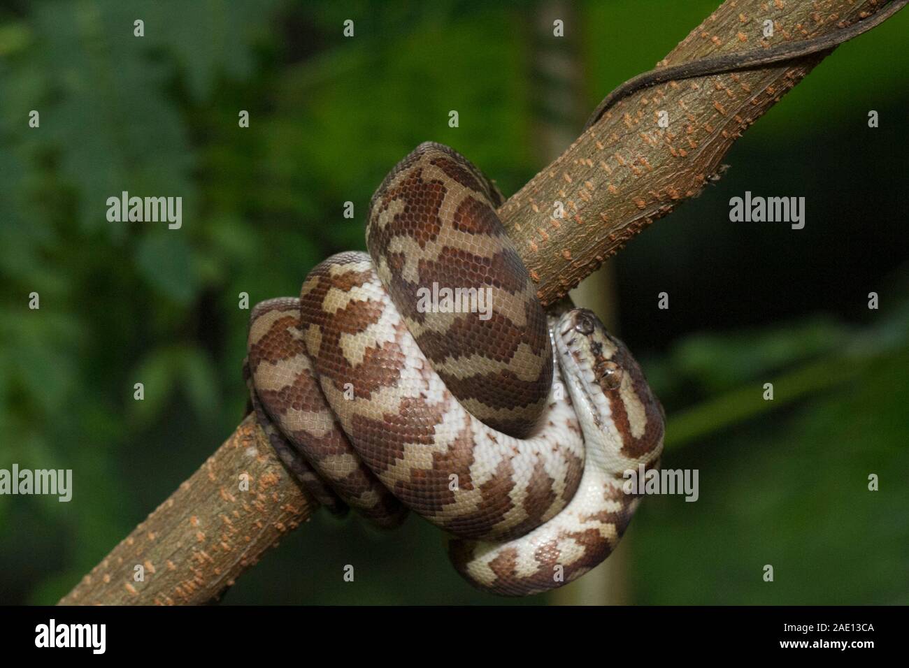 Carpet python (Morelia spilota) curled on a branch Stock Photo - Alamy
