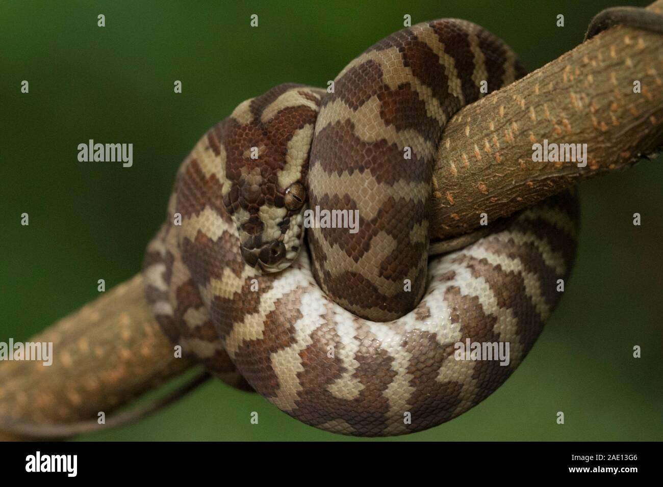 Carpet python (Morelia spilota) curled on a branch Stock Photo - Alamy