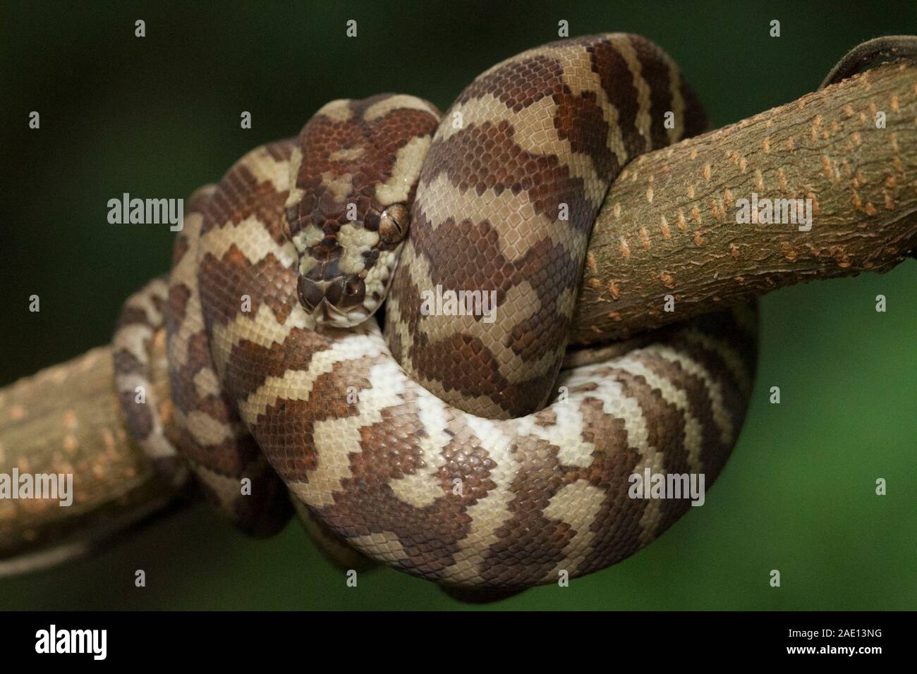 Snake curled on a branch hi-res stock photography and images - Alamy
