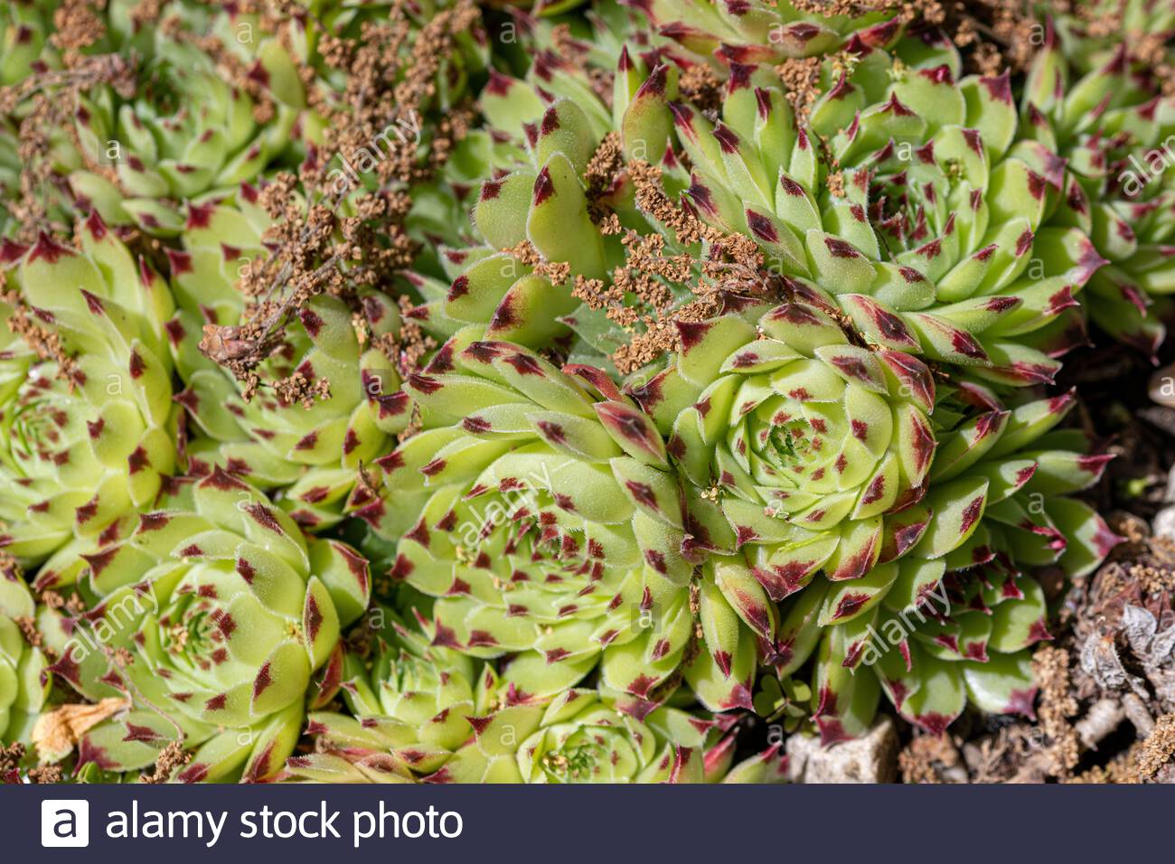 Sedum Tectorum Stock Photos & Sedum Tectorum Stock Images - Alamy