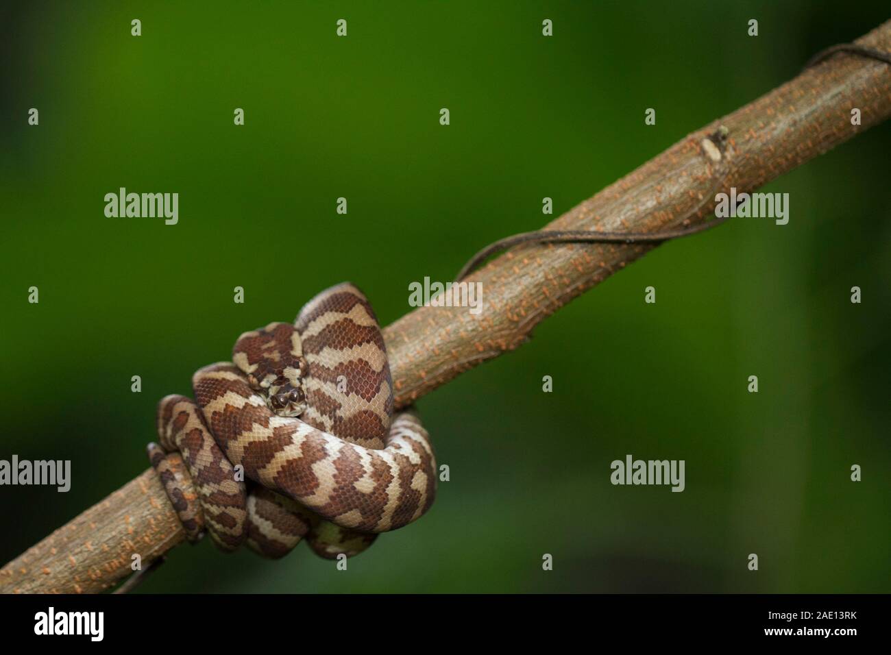 Carpet python (Morelia spilota) curled on a branch Stock Photo - Alamy
