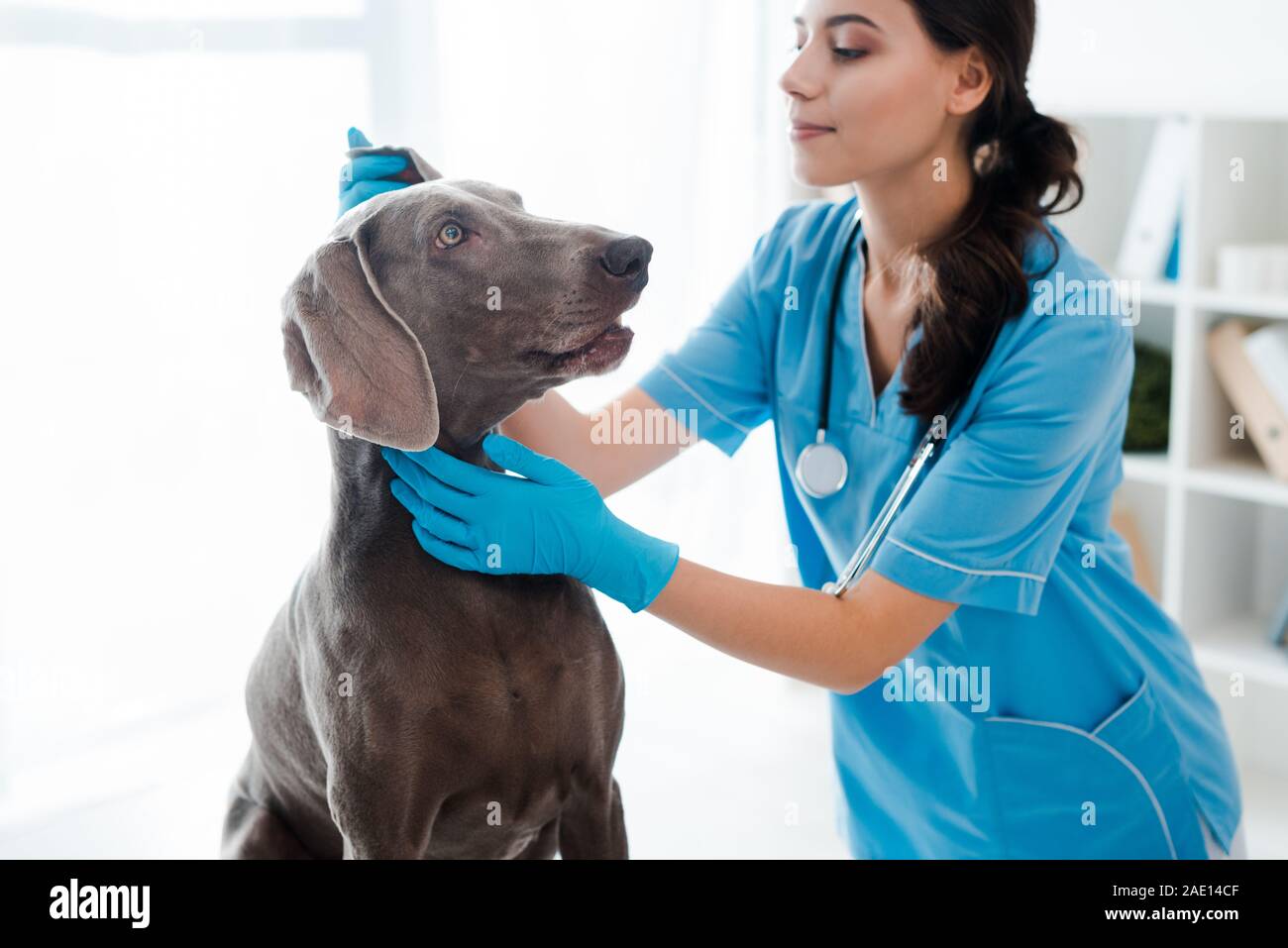 beautiful, attentive veterinarian examining ear of weimaraner dog Stock ...