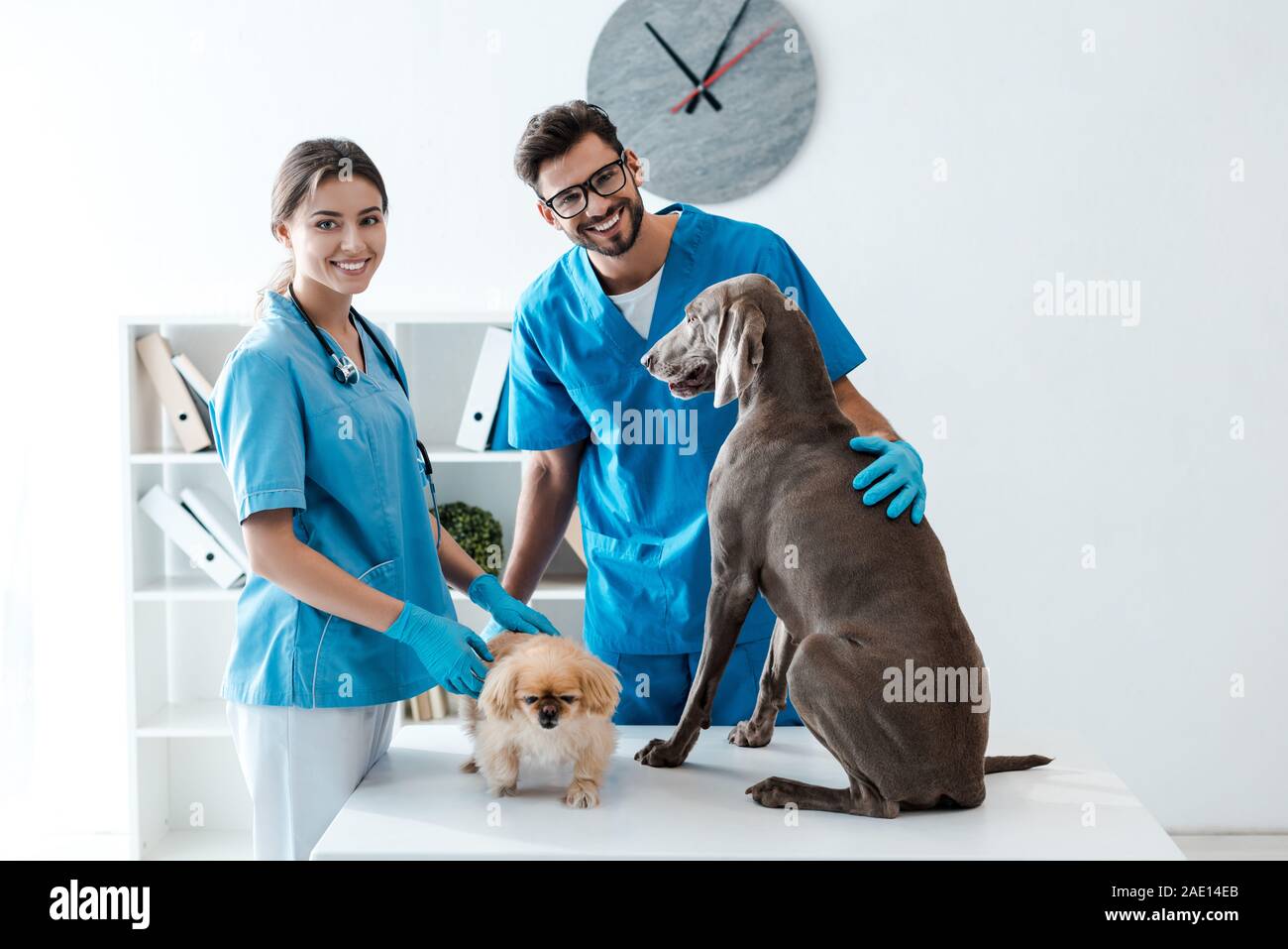 two young, cheerful veterinarians smiling at camera while standing near ...