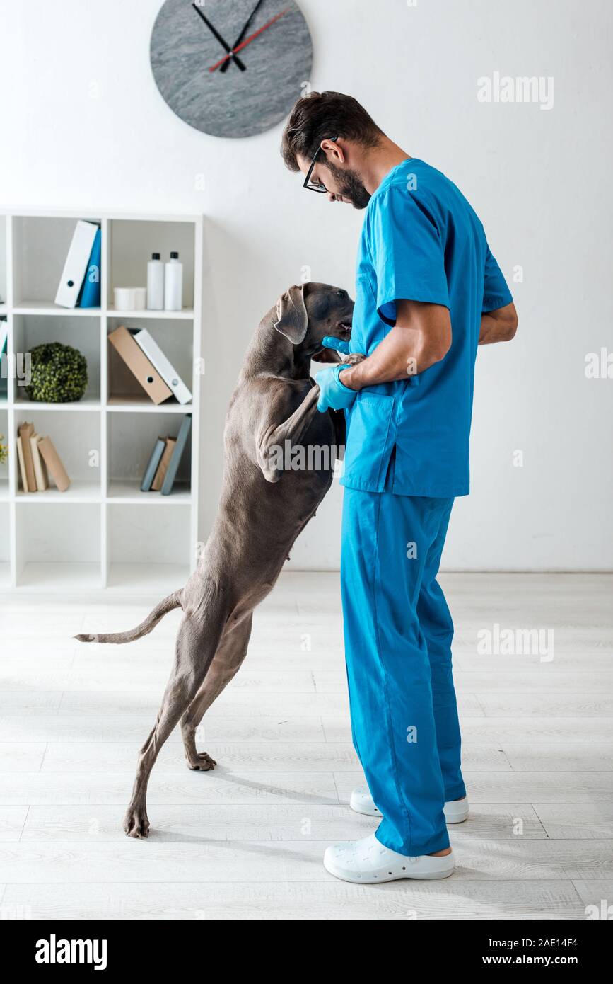 young veterinarian supporting cute weimaraner dog standing on rear legs ...