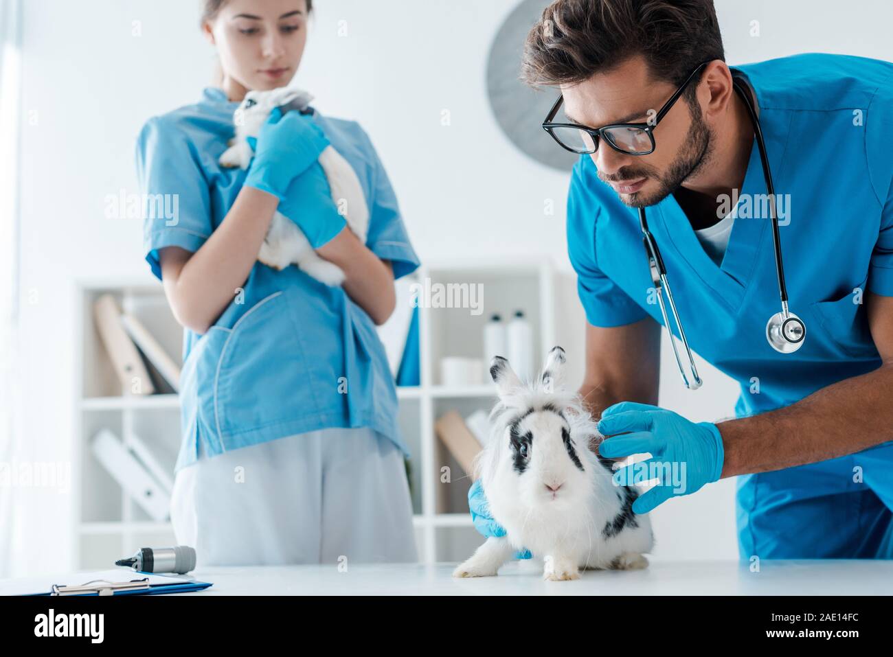 young veterinarians examining two adorable rabbits in clinic Stock ...