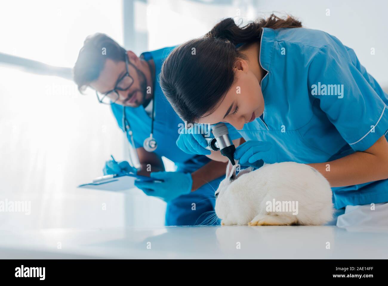 selective focus of veterinarian examining rabbit with otoscope while ...