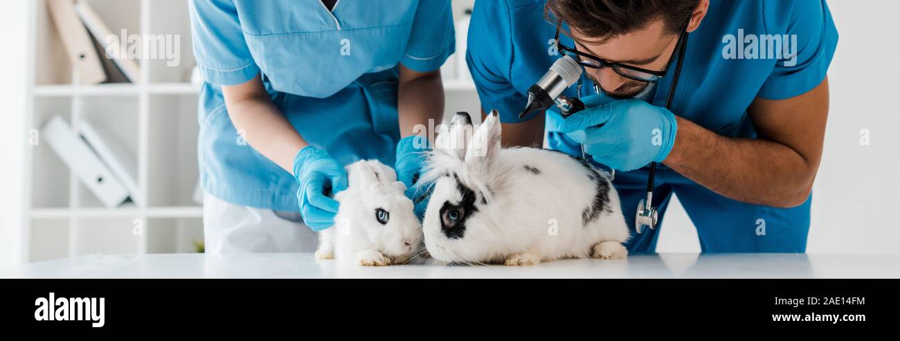 Two cute rabbits hi-res stock photography and images - Alamy