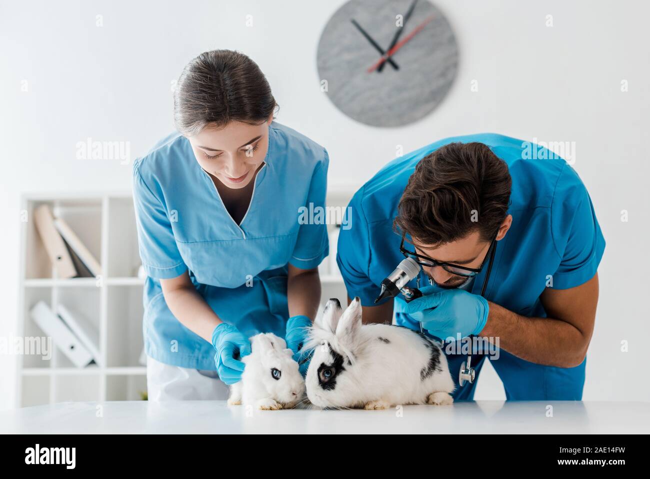 Two cute rabbits hi-res stock photography and images - Alamy