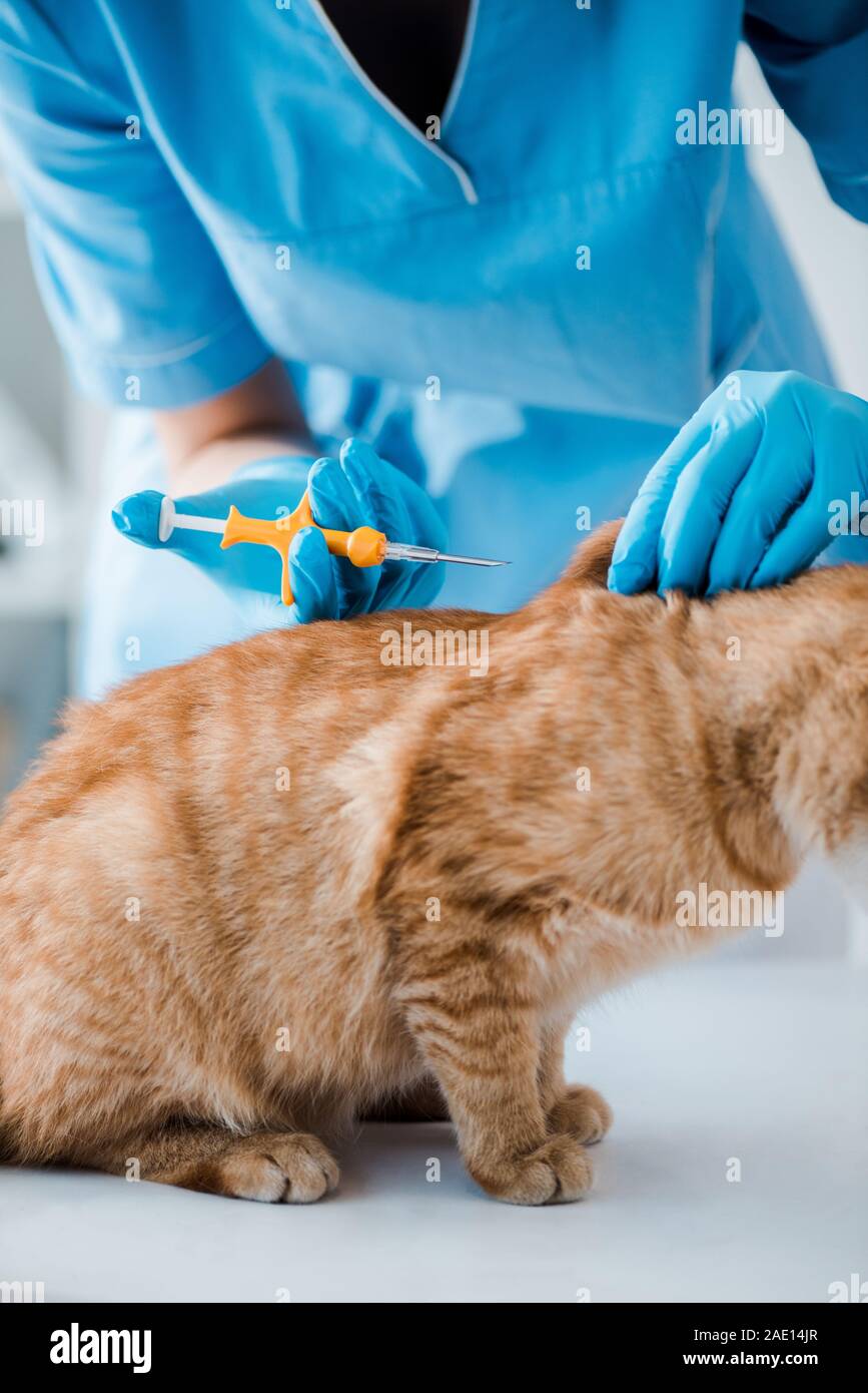 Microchip animal hi-res stock photography and images - Alamy