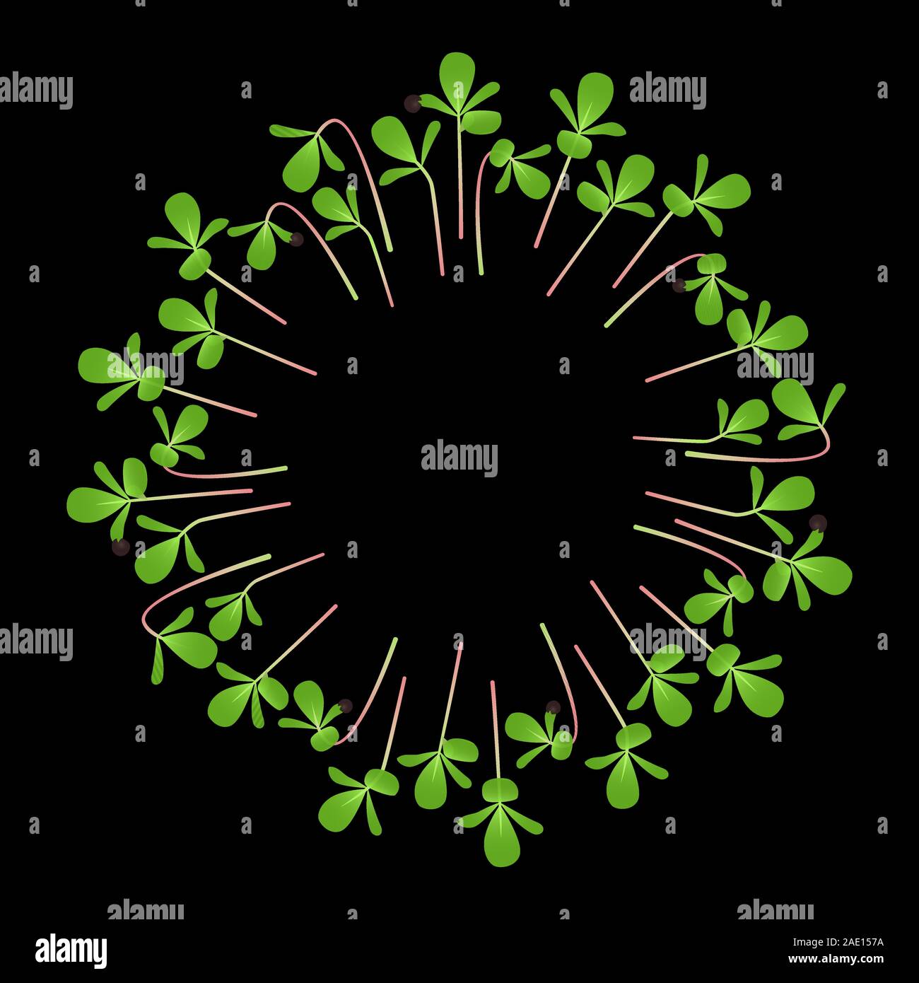 Microgreens Purslane. Arranged in a circle. Vitamin supplement, vegan ...