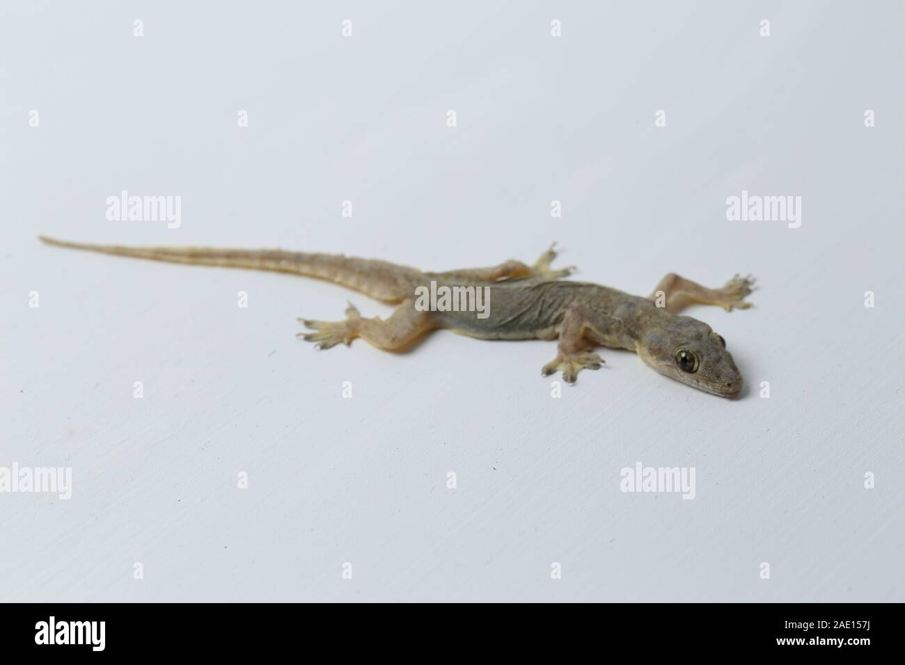 Asian House lizard (hemidactylus) or common gecko isolated on white ...