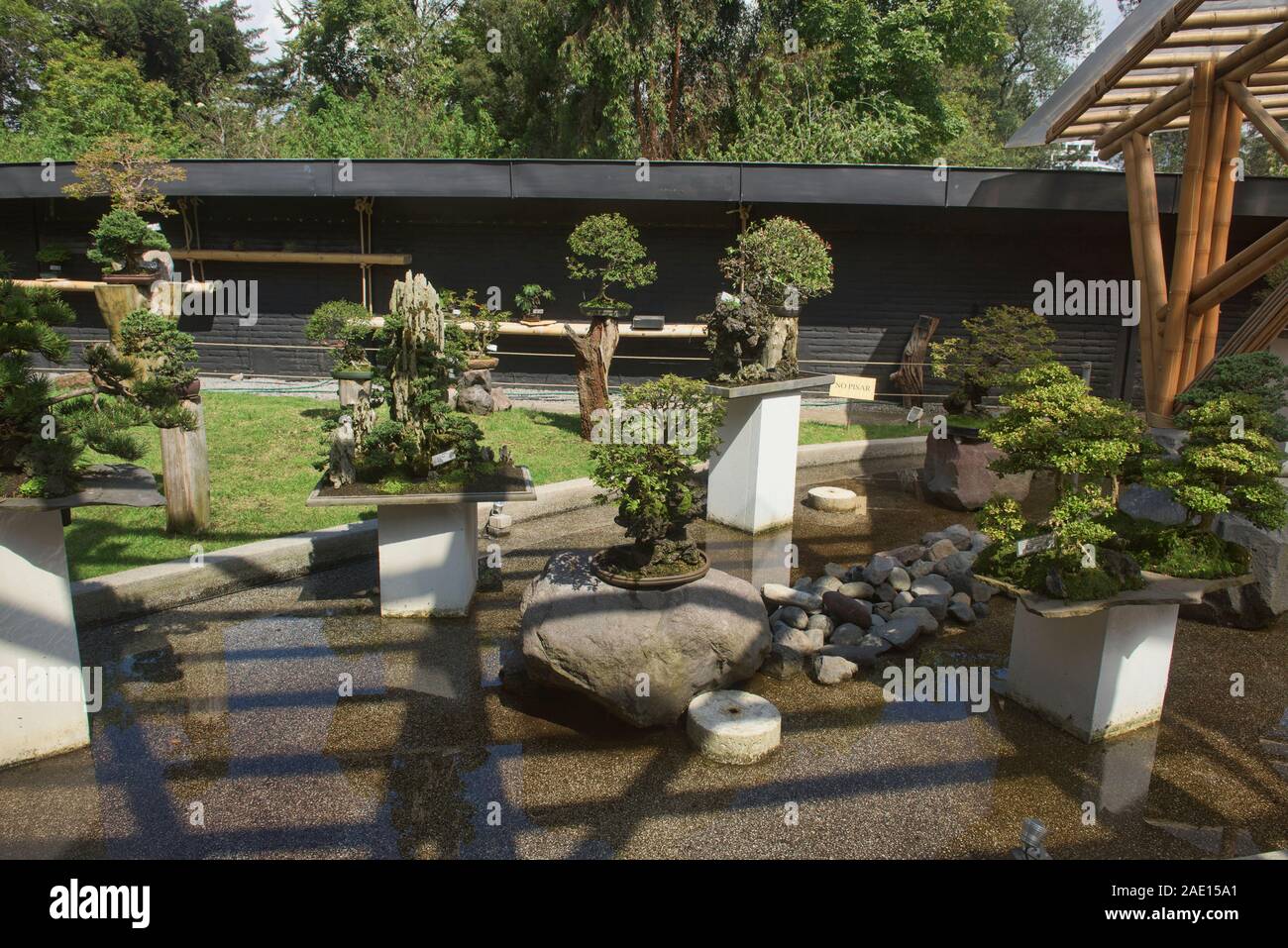 Bonsai trees in the Quito Botanical Gardens, Quito, Ecuador Stock Photo ...