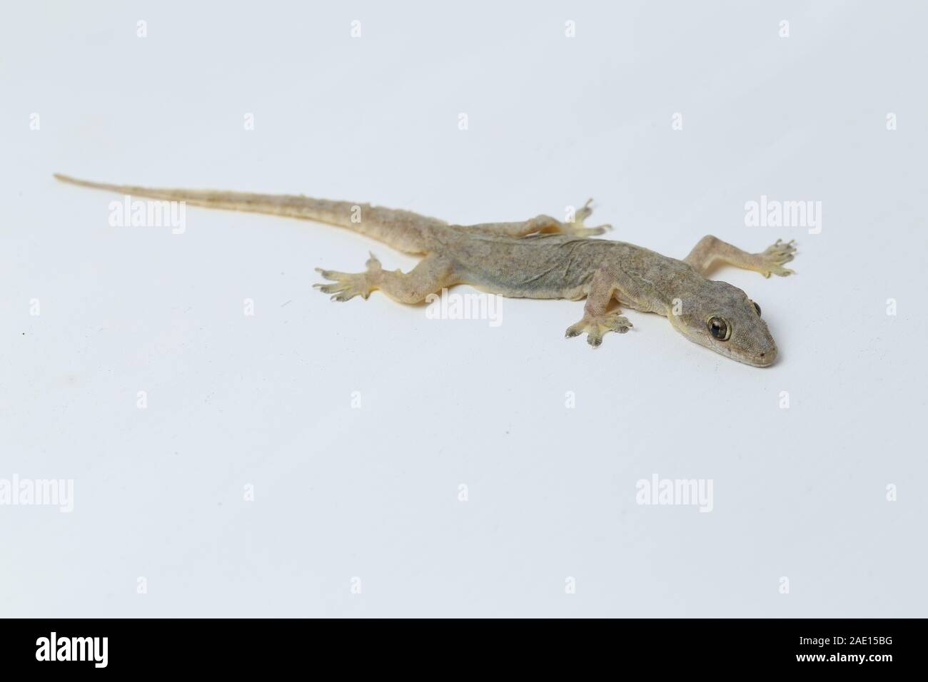 Asian House lizard (hemidactylus) or common gecko isolated on white ...