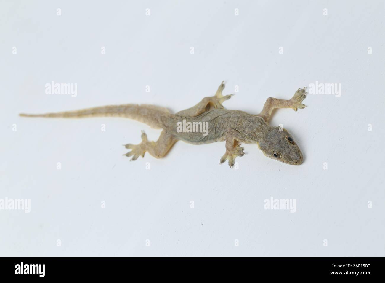 Asian House lizard (hemidactylus) or common gecko isolated on white ...