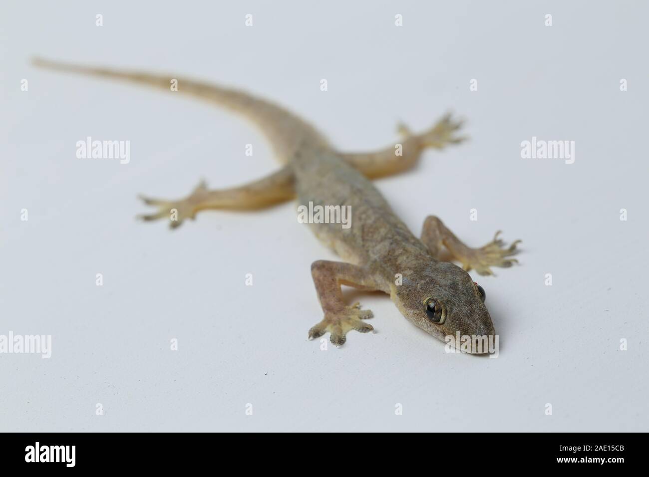 Asian House lizard (hemidactylus) or common gecko isolated on white ...