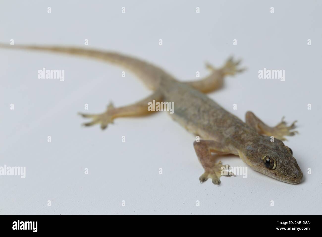 Asian House lizard (hemidactylus) or common gecko isolated on white ...