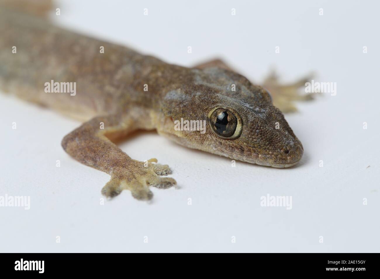 Asian House lizard (hemidactylus) or common gecko isolated on white ...