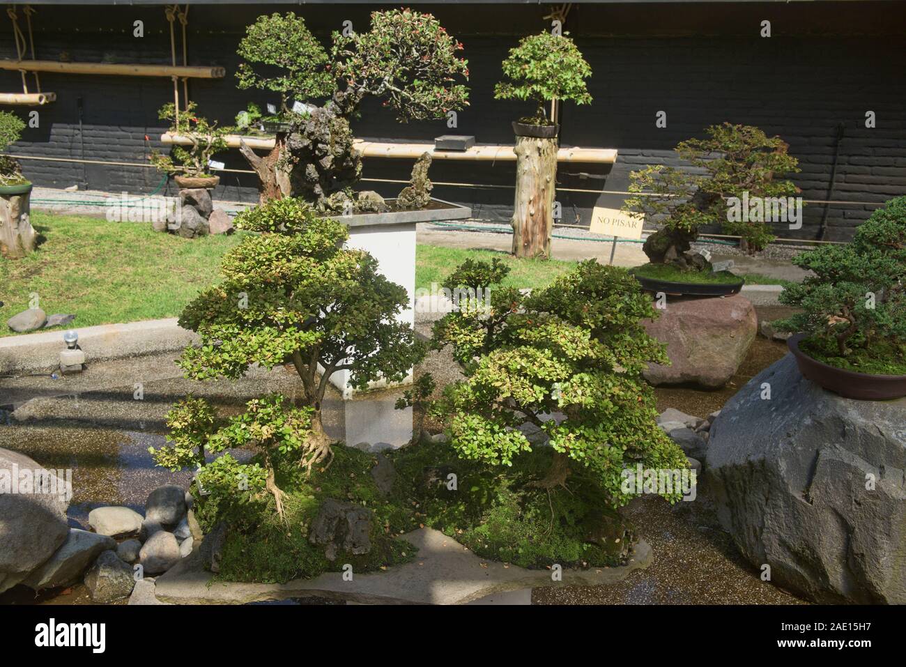 Bonsai trees in the Quito Botanical Gardens, Quito, Ecuador Stock Photo ...
