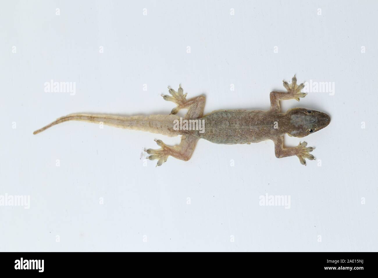 Asian House lizard (hemidactylus) or common gecko isolated on white ...
