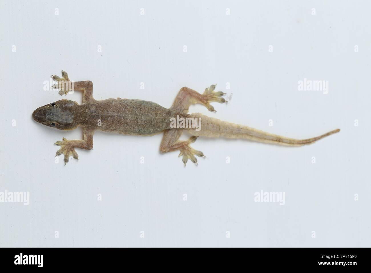 Asian House lizard (hemidactylus) or common gecko isolated on white ...
