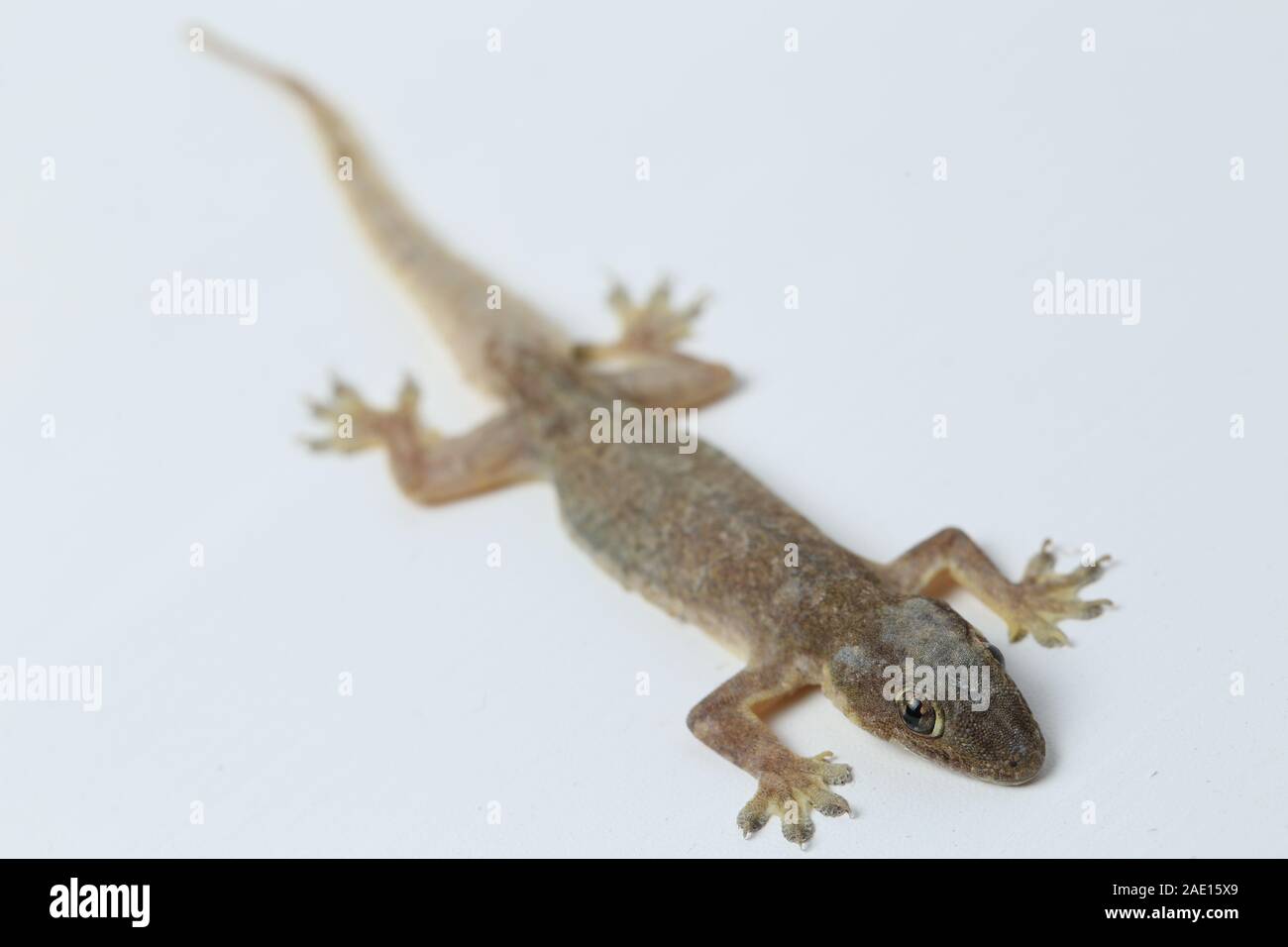 Asian House lizard (hemidactylus) or common gecko isolated on white ...