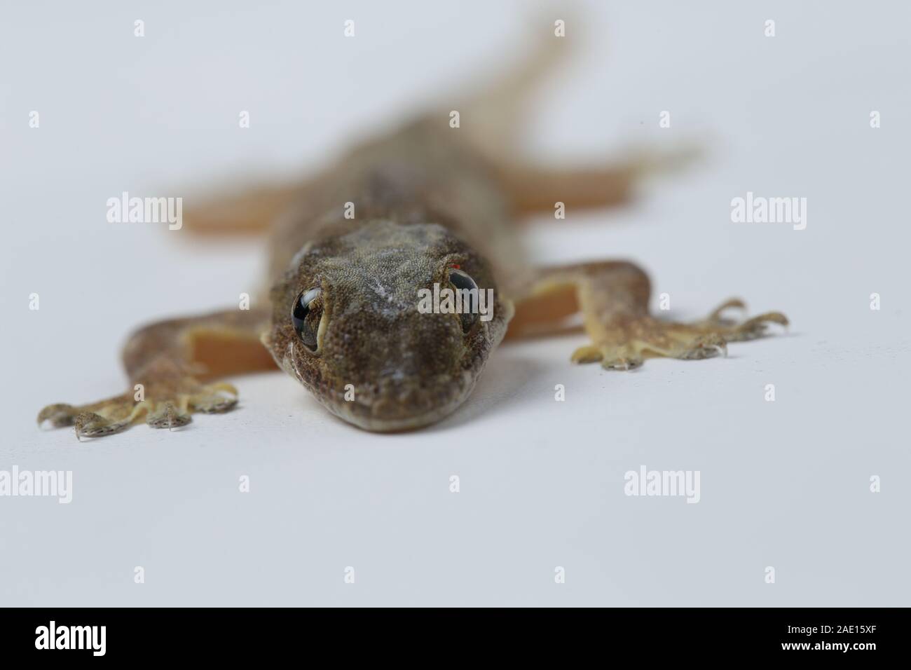 Asian House lizard (hemidactylus) or common gecko isolated on white ...