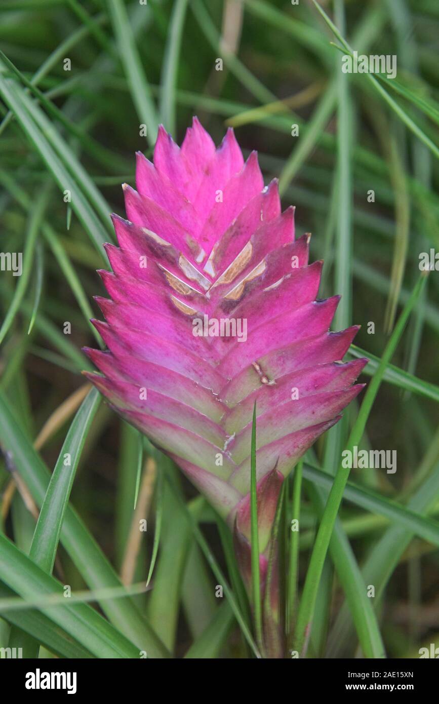 Pink quill (Wallisia cyanea) growing in the Quito Botanical Gardens ...