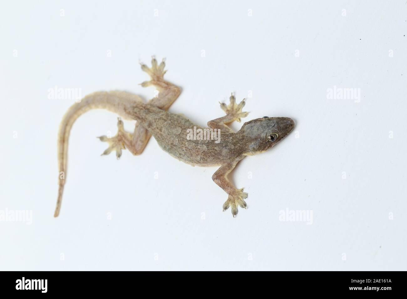Asian House lizard (hemidactylus) or common gecko isolated on white ...