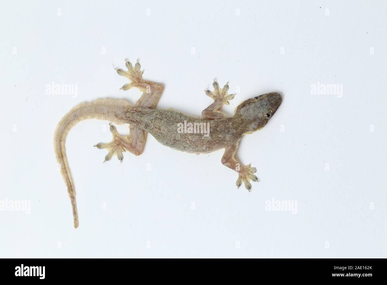 Asian House lizard (hemidactylus) or common gecko isolated on white ...