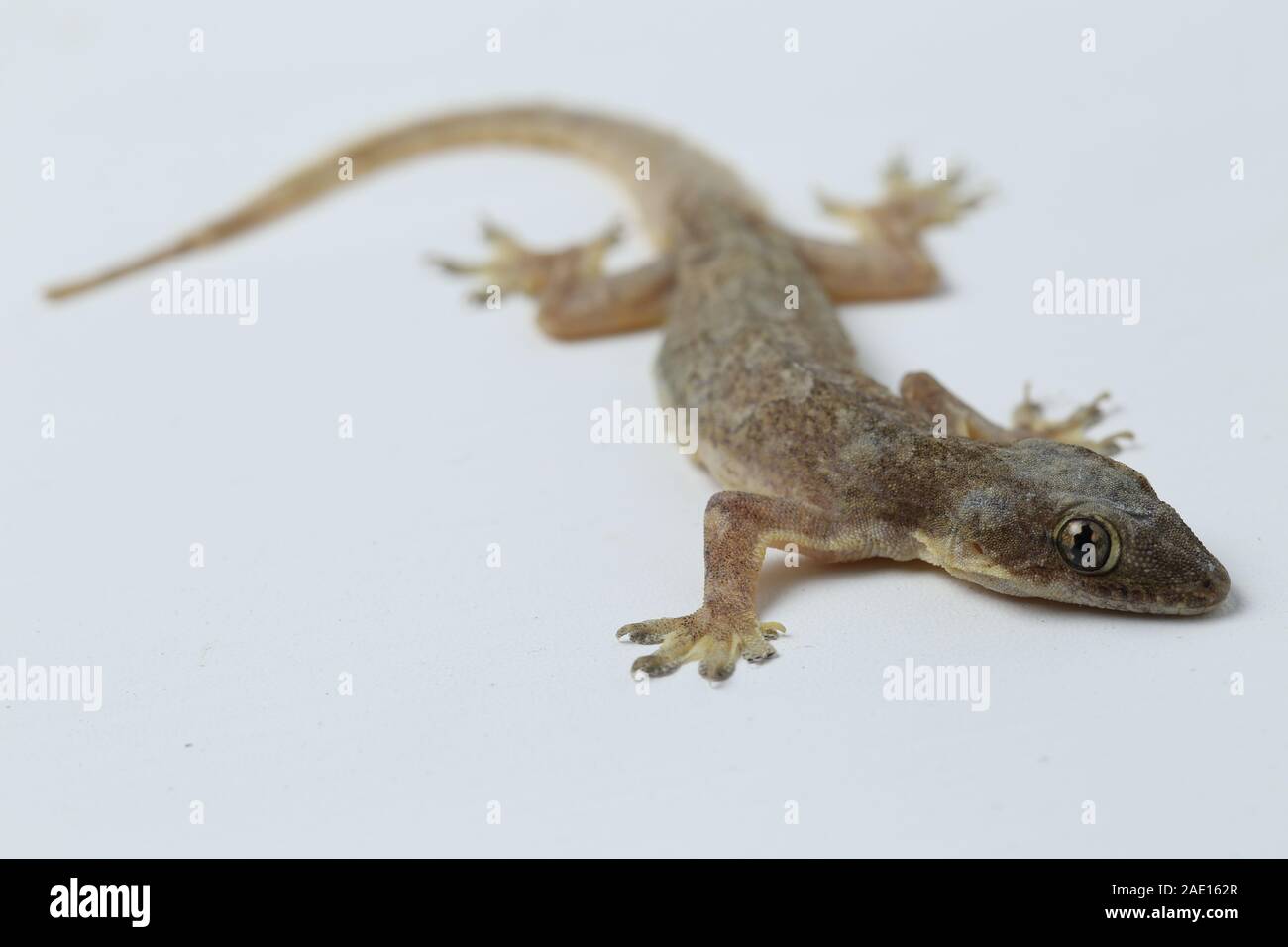Asian House lizard (hemidactylus) or common gecko isolated on white ...