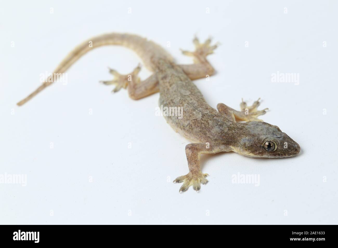 Asian House lizard (hemidactylus) or common gecko isolated on white ...