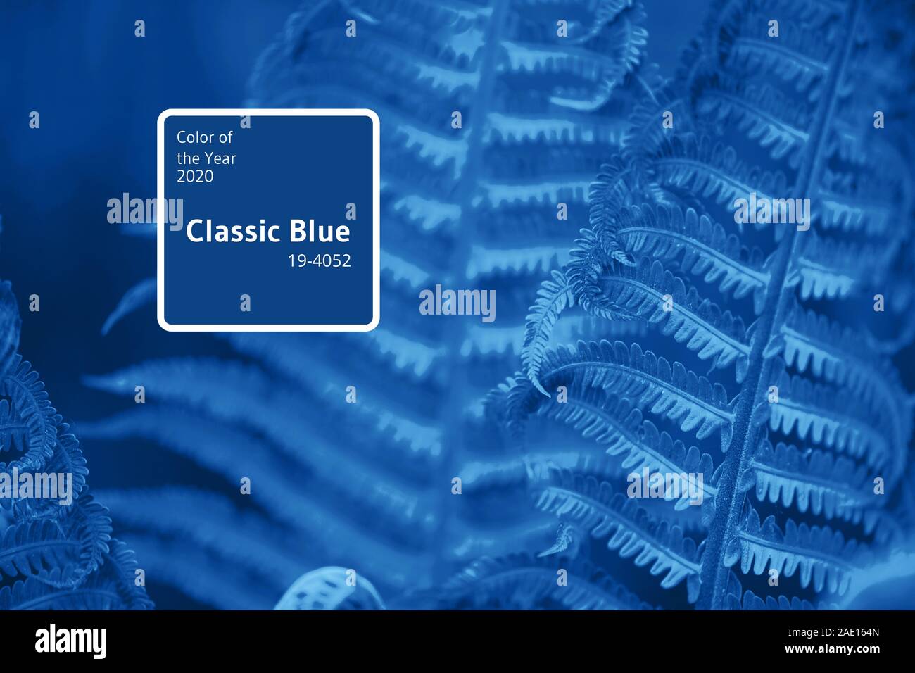 Trendy blue ferns leaves. Natural foliage in monochrome color ...