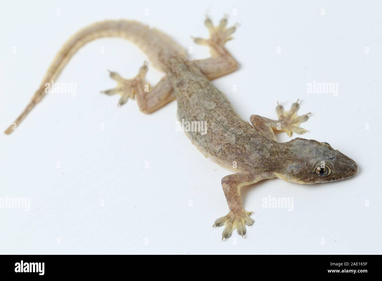 Asian House lizard (hemidactylus) or common gecko isolated on white ...