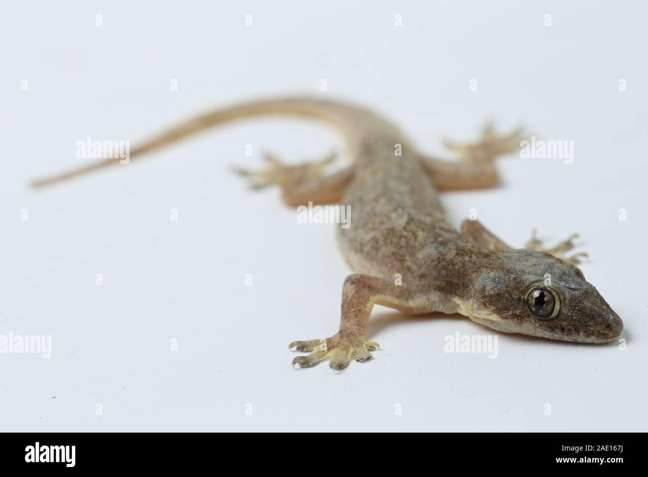 Asian House lizard (hemidactylus) or common gecko isolated on white ...